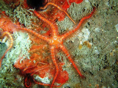 Echinoderm
