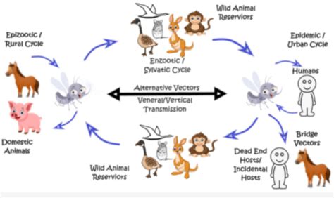 Typical Life Transmission Cycle Of Arthropod Borne Flaviviruses