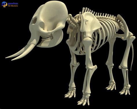 3ds Asian Elephant Skeleton