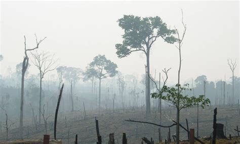 Desmatamento Registrado Na Amazônia Cresce 59 Em Fevereiro Jornal O