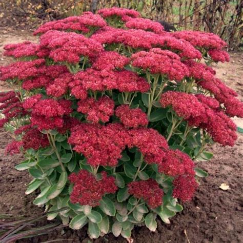 Sedum Herbstfreude Autumn Joy