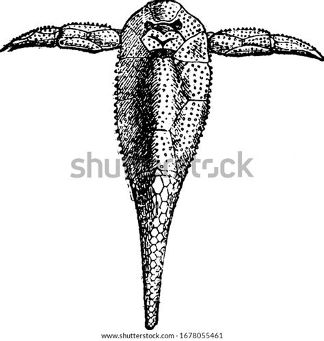 Placoderm Over 3 Royalty Free Licensable Stock Vectors And Vector Art