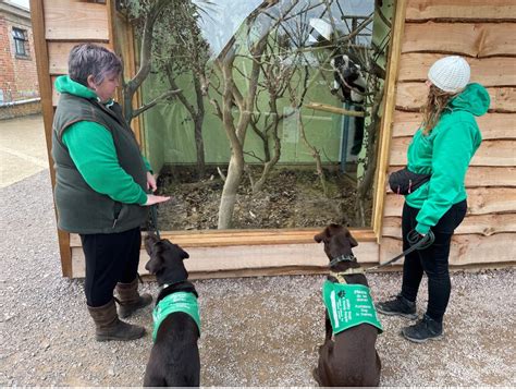 Ability Dogs 4 Young People Trials At Sanctuary Wildheart Animal
