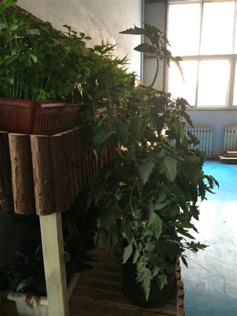 當盆栽蔬菜放到花架上絲毫不遜色花卉 每日頭條