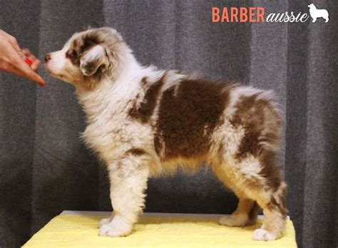 PARKER Barber Aussie BARBER AUSSIE Owczarki Australijskie