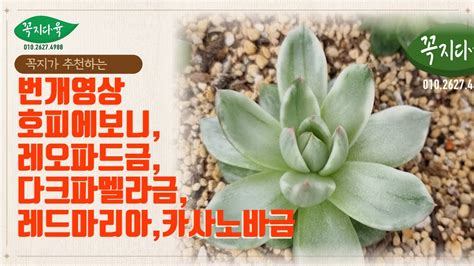 8월25일 번개영상 호피에보니레오파드금다크파멜라금레드마리아카사노바금 총출동꼭지가 추천하는 핫한 금다육 Youtube