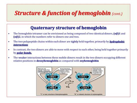 PPT Hemoglobin Structure Function PowerPoint Presentation Free
