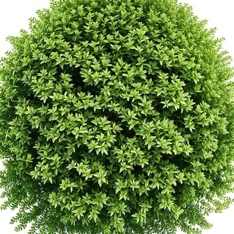 Premium Photo Purpurea Myrtle Tree Rendered From The Top View