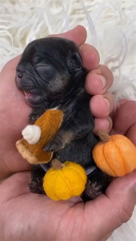 How Cute We Love Pug Artofit