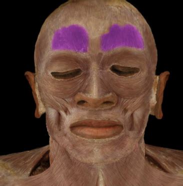 Muscle Practical Flashcards Quizlet