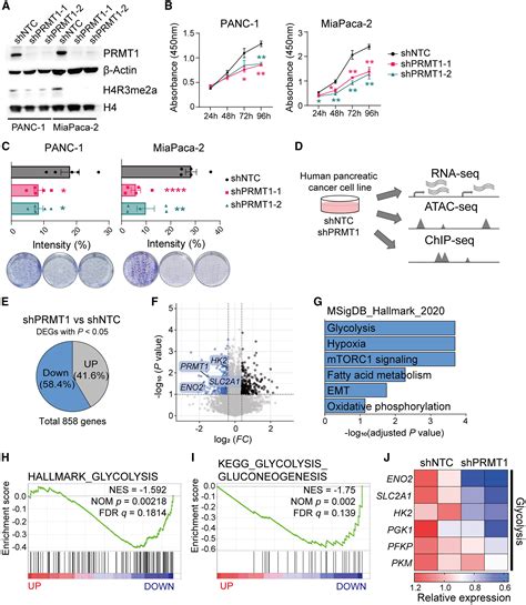 Prmt1 Promotes Pancreatic Cancer Development And Resistance To
