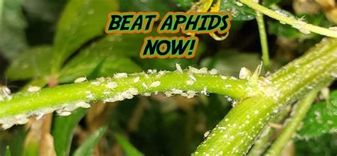 Using Beneficial Insects In Your Cannabis Garden