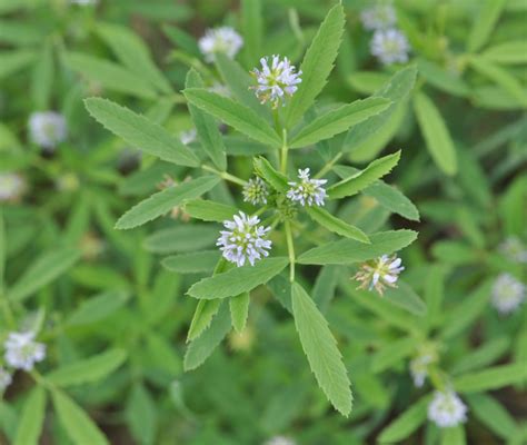 Trigonella caerulea - Изображение особи - Плантариум