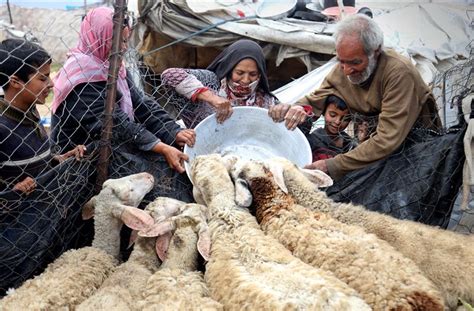 Appeals Fao Emergency And Resilience Food And Agriculture