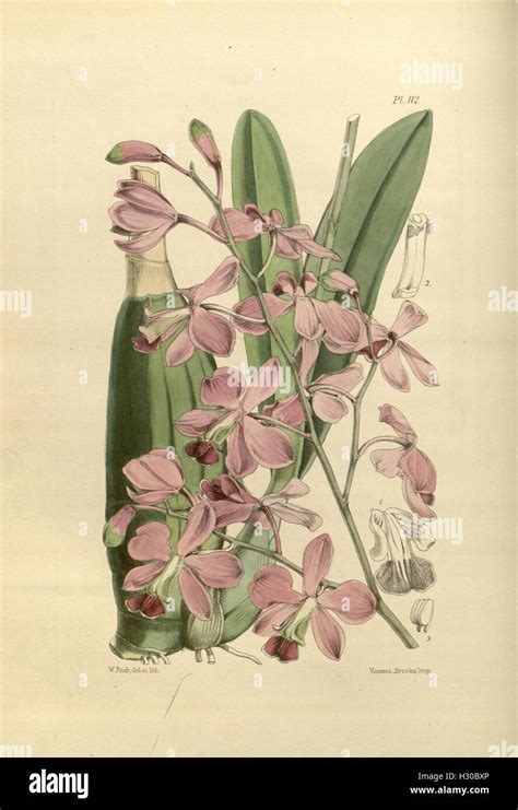 A Detailed Account Of Orchid Species Focusing On Their Growth Classification And Ecological