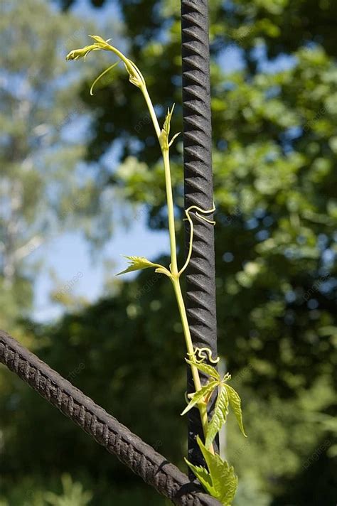 لبلاب على بوابة حاجز سياج التحوط صورة الخلفية والصورة للتنزيل المجاني