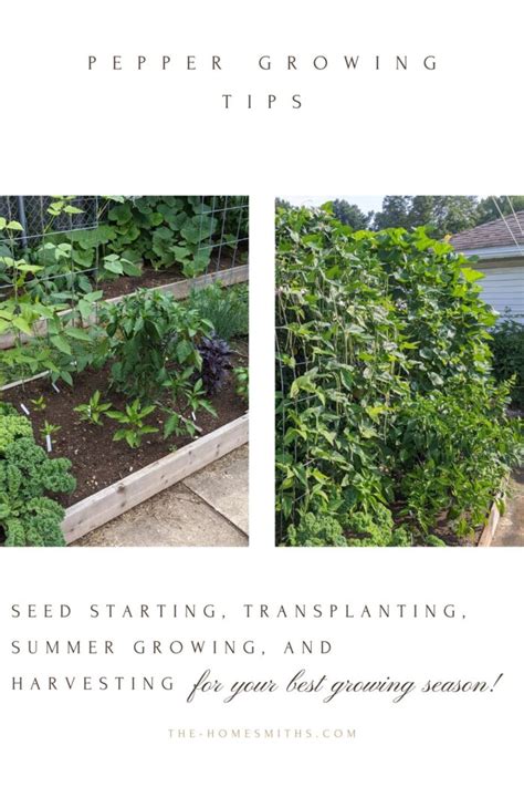 Pepper Growing Tips For Your Garden The Homesmiths