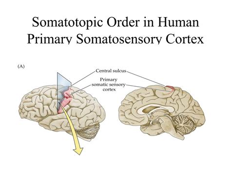 Ppt Somatic Sensory System Powerpoint Presentation Free Download