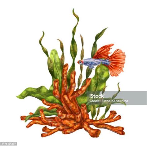 수중 세계의 밝은 구성 붉은 산호 해초 열대 구피 물고기 흰색 배경에 디지털 그림 인쇄 스티커 포스터 엽서 인쇄용 구도에 대한 스톡 벡터 아트 및 기타 이미지 Istock