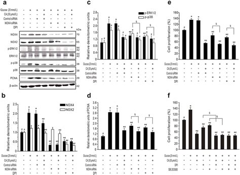 Ca Inhibits Gmc Proliferation Mediated By Nadpherk12 And P38 Mapk