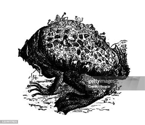 Surinam Frog Photos And Premium High Res Pictures Getty Images