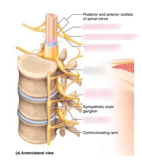 Spinal Nerves Diagram Quizlet