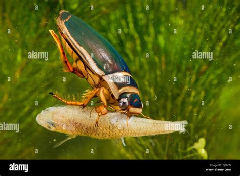 Dytiscidae Predaceous Diving Beetles