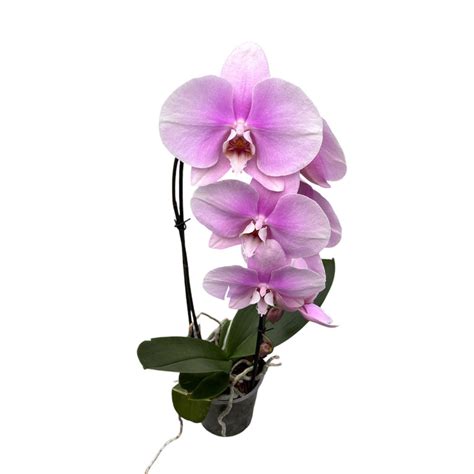 Phalaenopsis Sofia Flori Xl