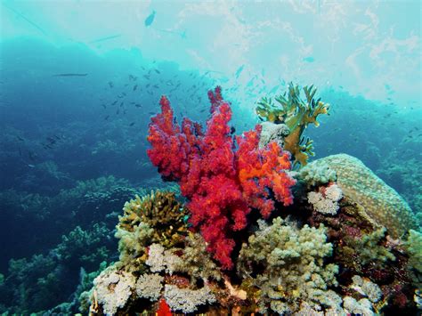 Scubareef Zanzibar Matemwe Τανζανία Κριτικές Tripadvisor