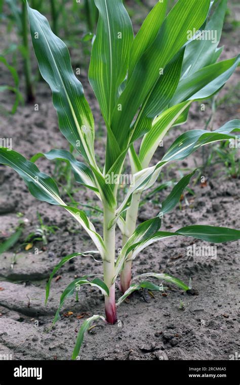 Phytotoxic Effect On The Corn Plant Discoloration Chlorosis Caused By The Use Of The Wrong