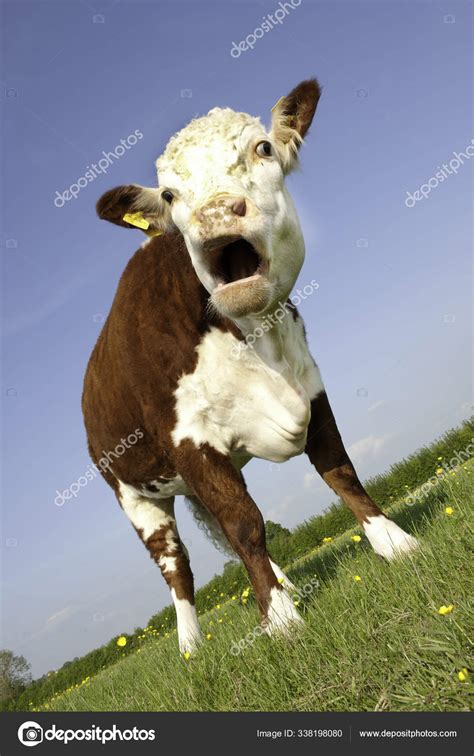 Female Pedigree Hereford Cow Grazing Buttercup Field Angled View Mouth