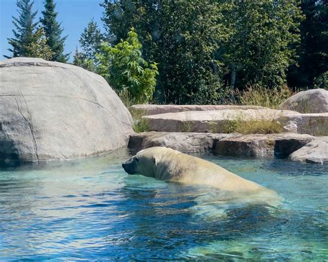 Cochrane Polar Bear Habitat Come Face To Face With The Worlds Largest Land Predator In