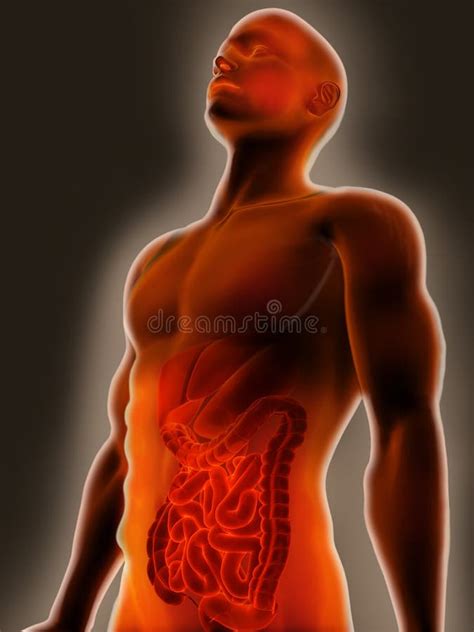 Blindedarm Stock Illustrations Vectors And Clipart 1715 Stock