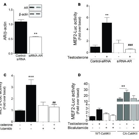 Ar And Camkii Modulate Testosterone Induced Mef2 Activation A