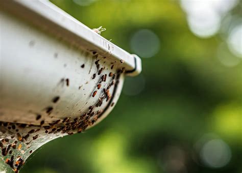Dangers Of Clogged Gutters Vics Gutter Filters In Portland Or