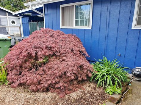 Japanese Maple Trees For Sale In Waldport Oregon Facebook Marketplace