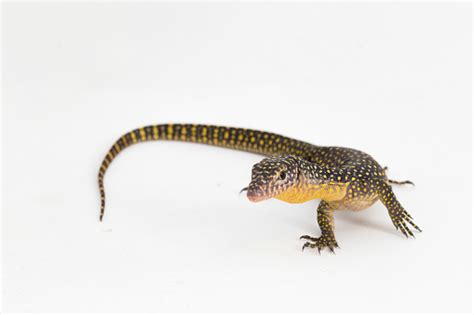 맹그로브 모니터 또는 서태평양 모니터 도마뱀 Varanus Indicus 흰색 배경에 0명에 대한 스톡 사진 및 기타 이미지
