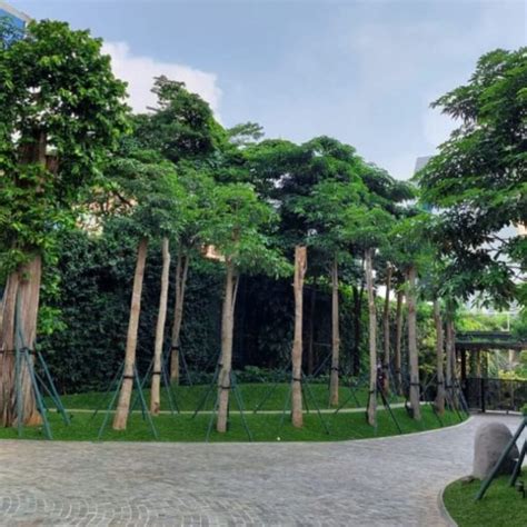 Jual Pohon Pule Besar Solusi Tepat Untuk Taman Yang Elegan Dan Sejuk
