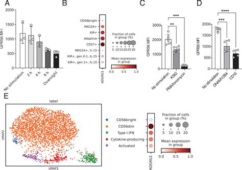 The G Protein Coupled Receptor Gpr56 Is An Inhibitory Checkpoint For Nk Cell Migration Pubmed
