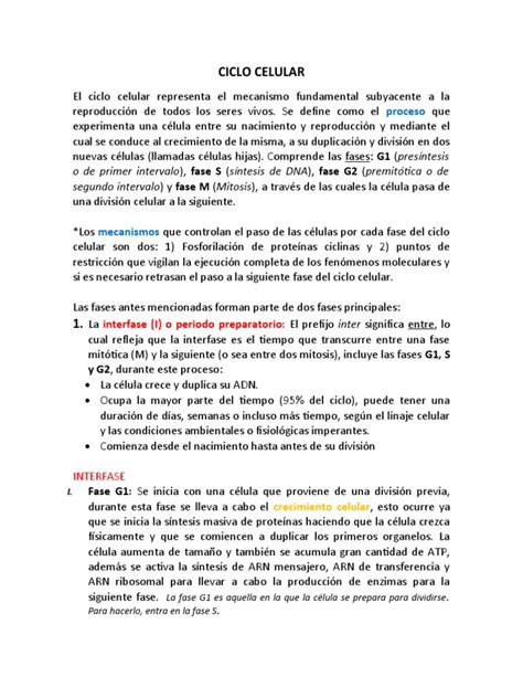 Ciclo Celular Resumen Pdf Mitosis Ciclo Celular