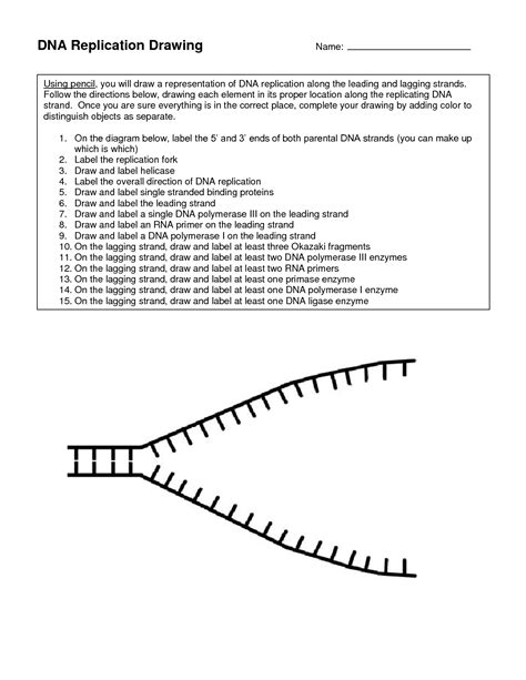 Dna Replication Diagram Model Unlabeled Dna Replication Spli