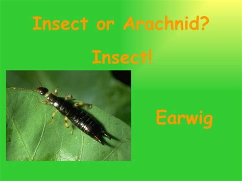 Insects And Arachnids