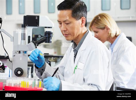 Male And Female Scientists Using Microscopes In Laboratory Stock Photo Alamy