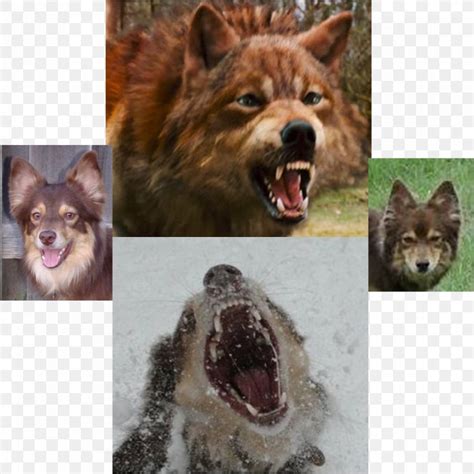 Twilight Wolves Jacob
