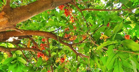 Makopa Tree ~ Istar Tariray