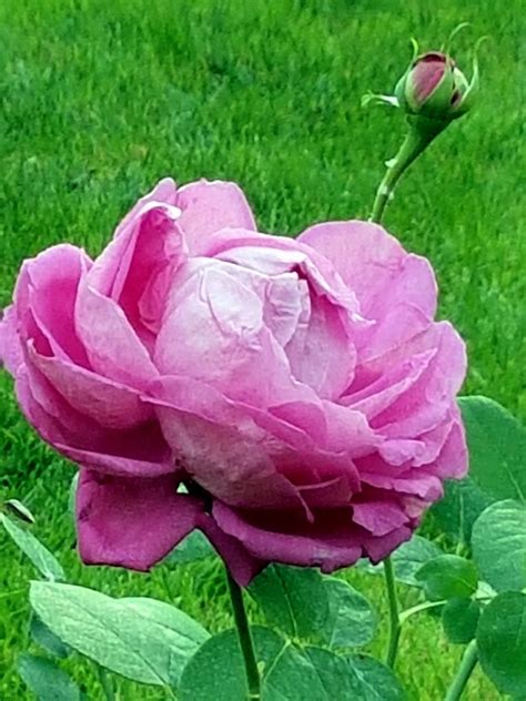 Rosa Paul Neyron – La Kasbah