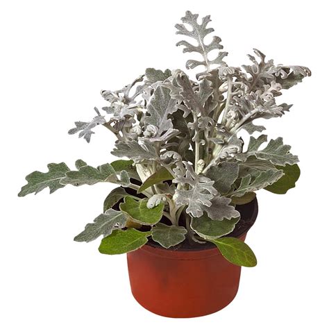 Senecio Zahradnictví LebiŠ Sro