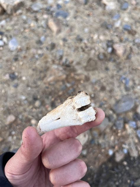 Is This A Fossil Or Just A Bone Fragment R Fossils