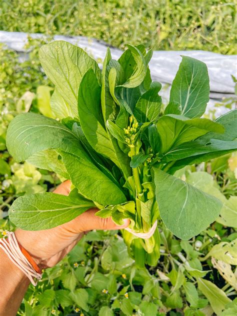 How To Grow Choy Sum Yu Choy The Woks Of Life