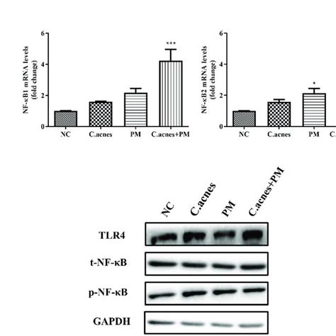Pm Significantly Induces The Activation Of The Tlr Nf κb Signaling